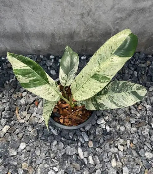 Epipremnum Giganteum Variegated – Stone City Tropicals