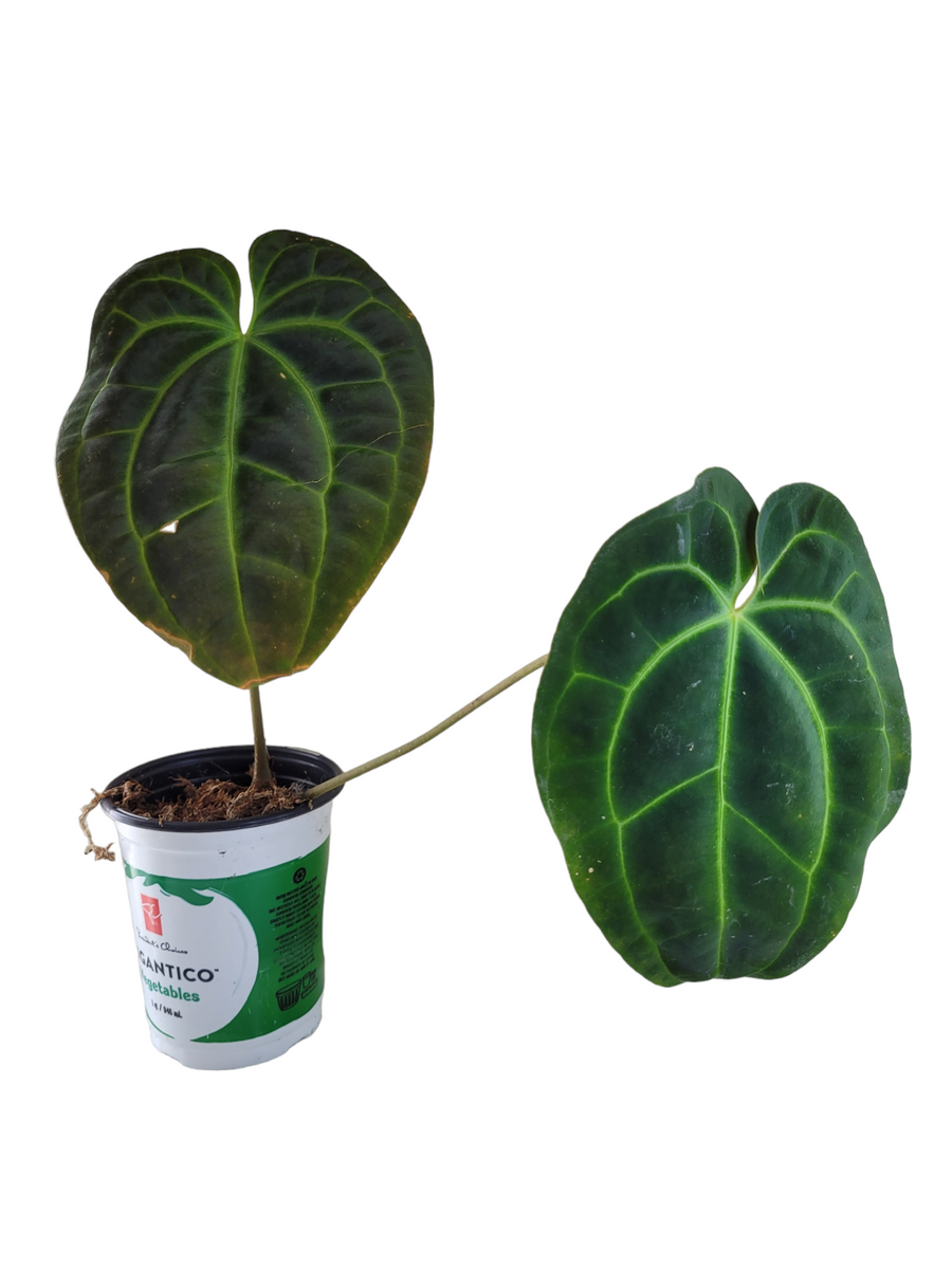 Anthurium Besseae Dark – Stone City Tropicals